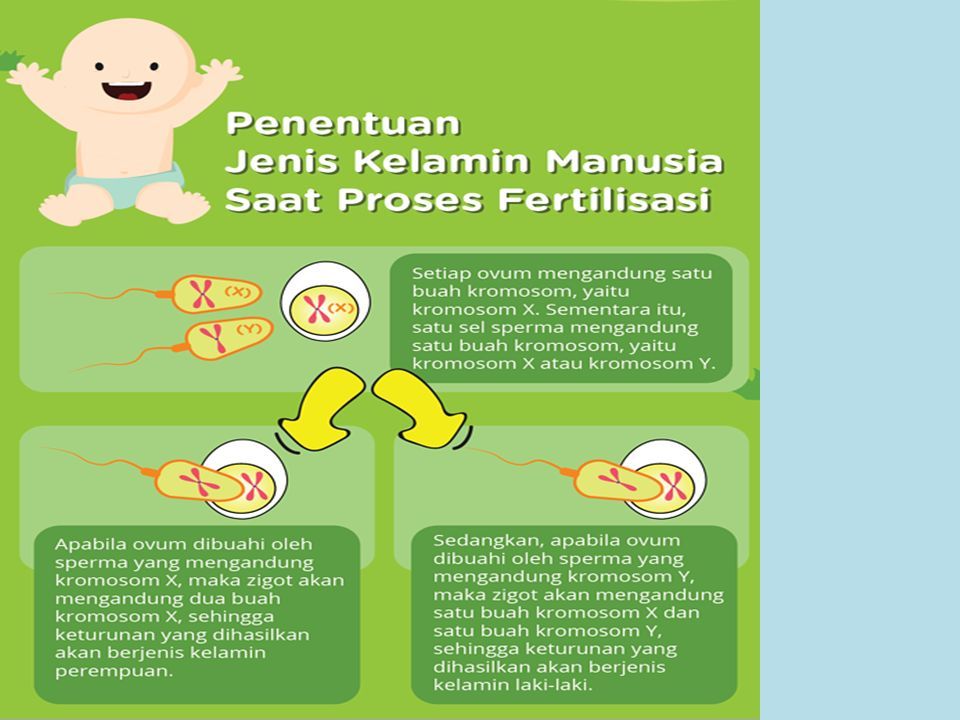 PENENTUAN JENIS KELAMIN PADA MAKHLUK HIDUP. Faktor yang menentukan ... PENENTUAN JENIS KELAMIN PADA MAKHLUK HIDUP. Faktor yang menentukan ...