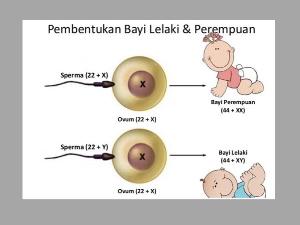 PENENTUAN JENIS KELAMIN PADA MAKHLUK HIDUP. Faktor yang menentukan ... PENENTUAN JENIS KELAMIN PADA MAKHLUK HIDUP. Faktor yang menentukan ...