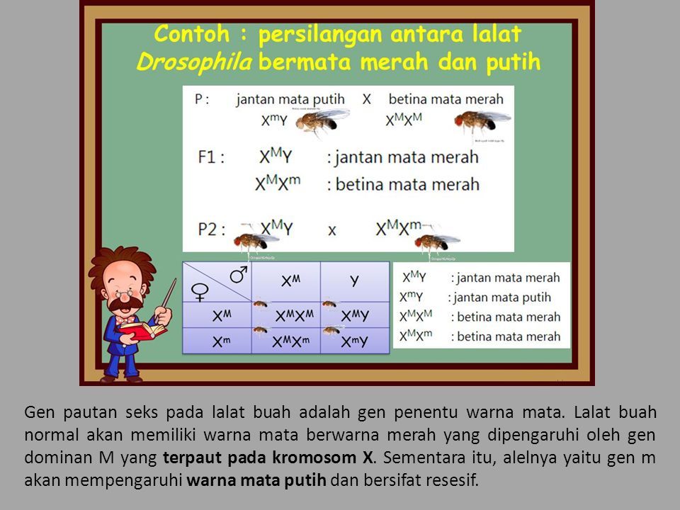 PENENTUAN JENIS KELAMIN PADA MAKHLUK HIDUP. Faktor yang menentukan ... PENENTUAN JENIS KELAMIN PADA MAKHLUK HIDUP. Faktor yang menentukan ...
